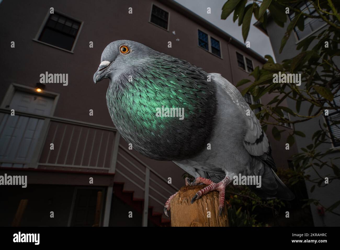 A common pigeon (Columba livia) in a suburban neighborhood in the San ...