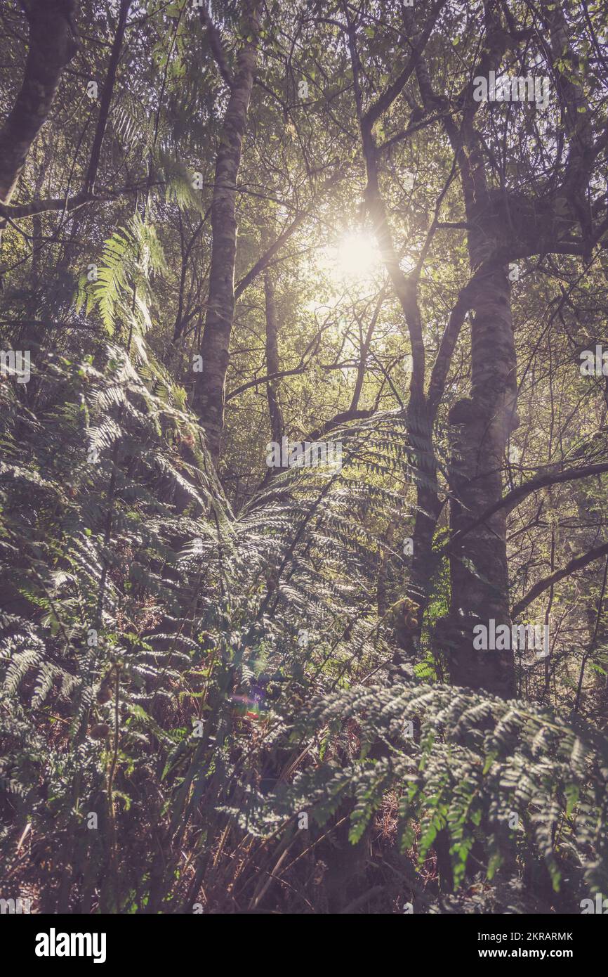Vertical nature details on a scenic forest scene of ferns and sunshine ...