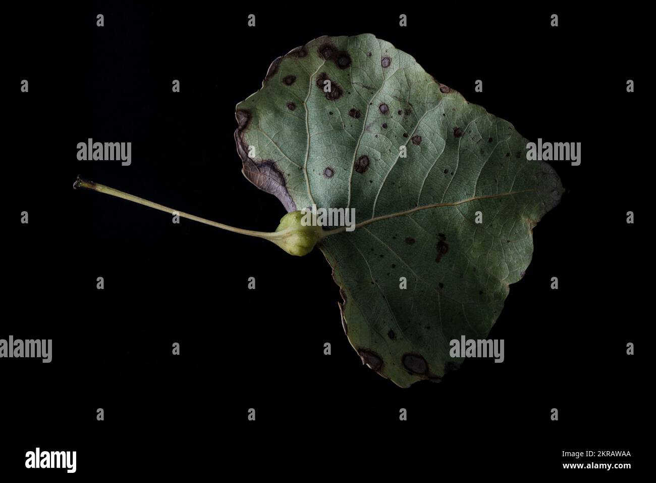 Black cottonwood hi-res stock photography and images - Alamy