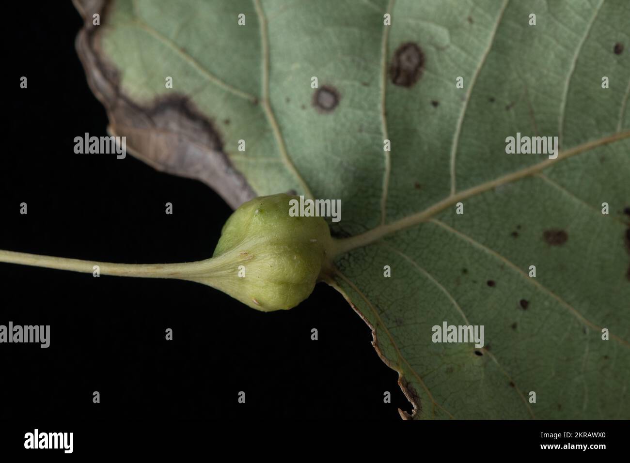 Tree gall hi-res stock photography and images - Alamy
