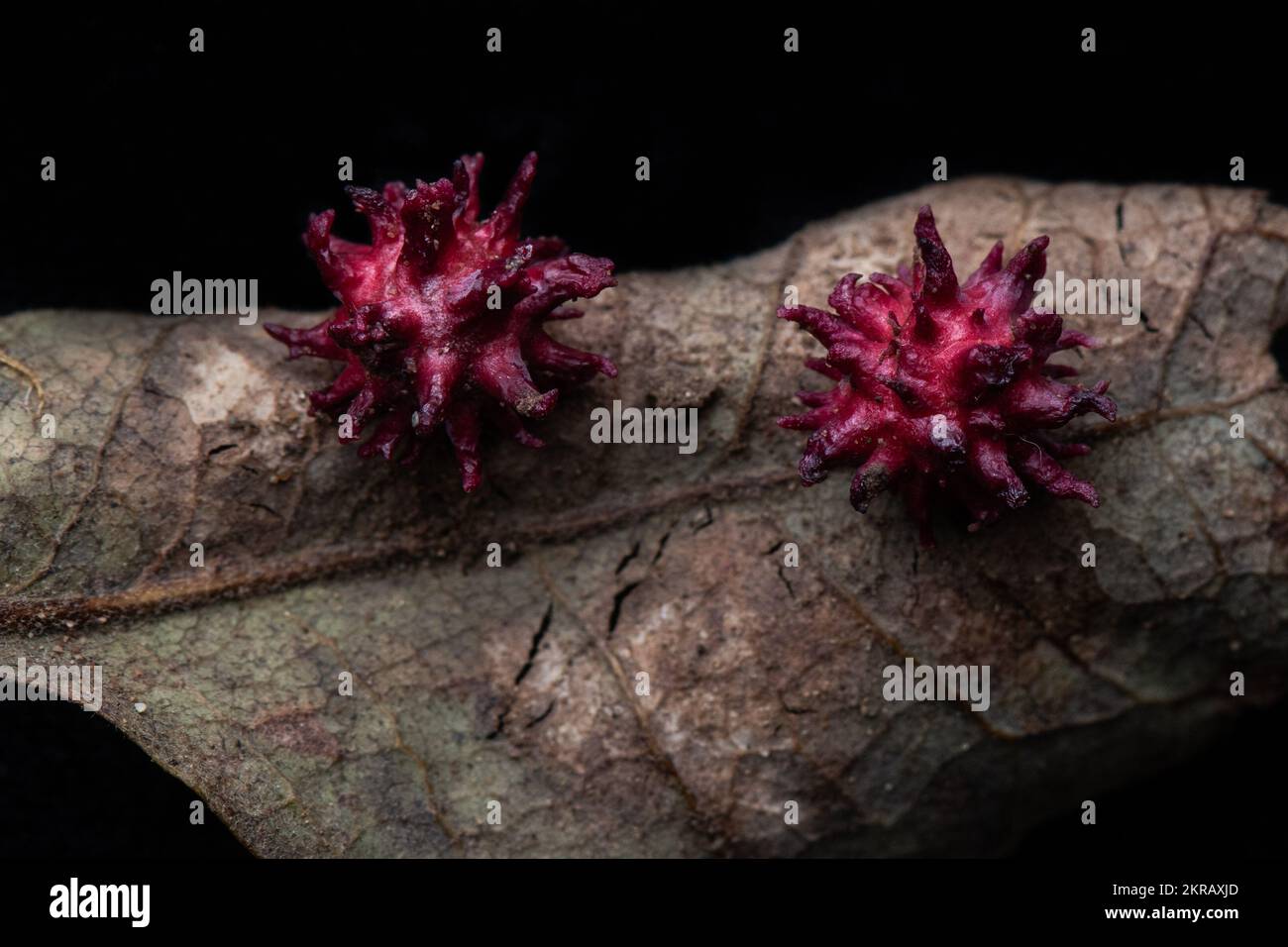 The urchin gall wasp (Cynips quercusechinus) creates these unusual ...