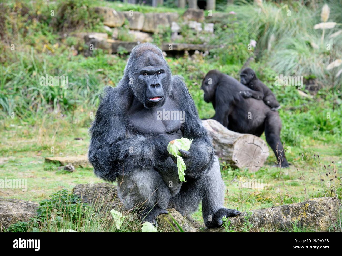 Jock the Silverback Lowland Gorilla at Bristol Zoo Stock Photo - Alamy