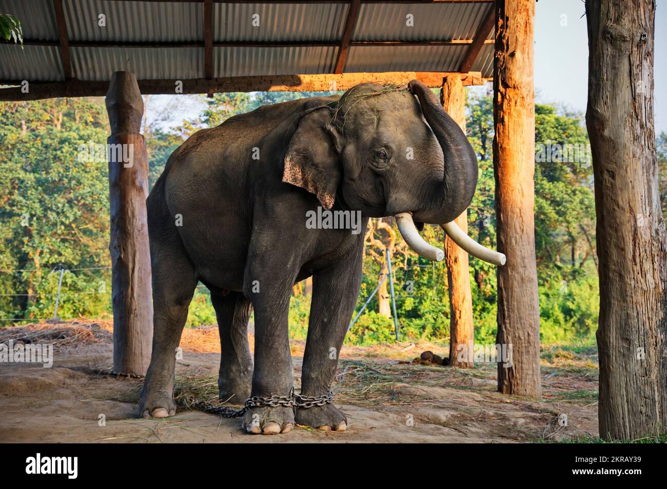 Chitwan national park conservation wildlife hi-res stock photography ...