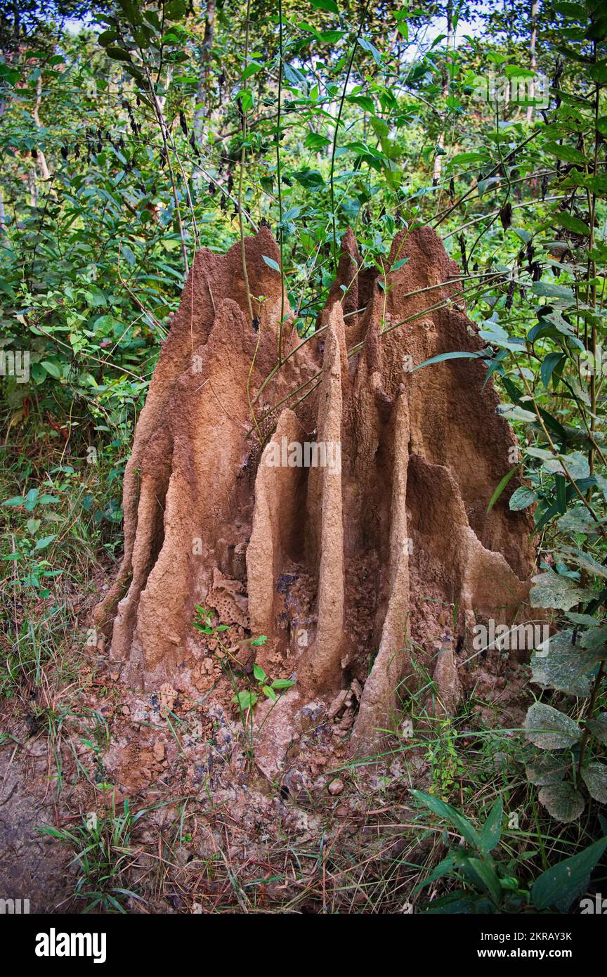 Big mound of termites in Chitwan National Park, Nepal Stock Photo - Alamy
