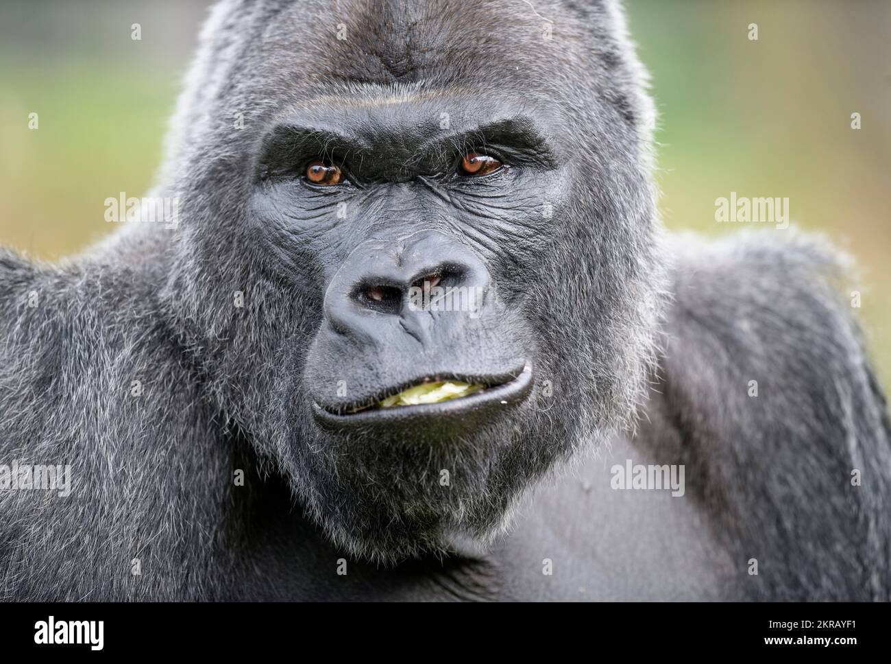 Jock the Silverback Lowland Gorilla at Bristol Zoo Stock Photo - Alamy