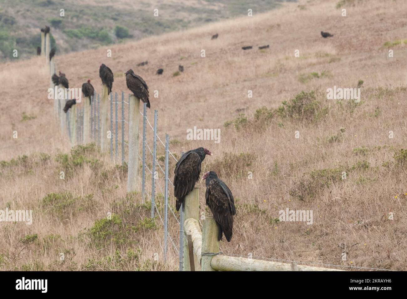 A large flock of Turkey vultures (Cathartes aura) perching on fence ...