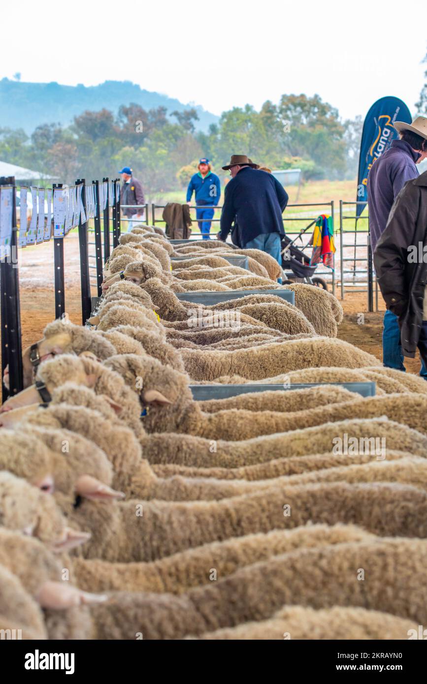 Lana merino hi-res stock photography and images - Alamy