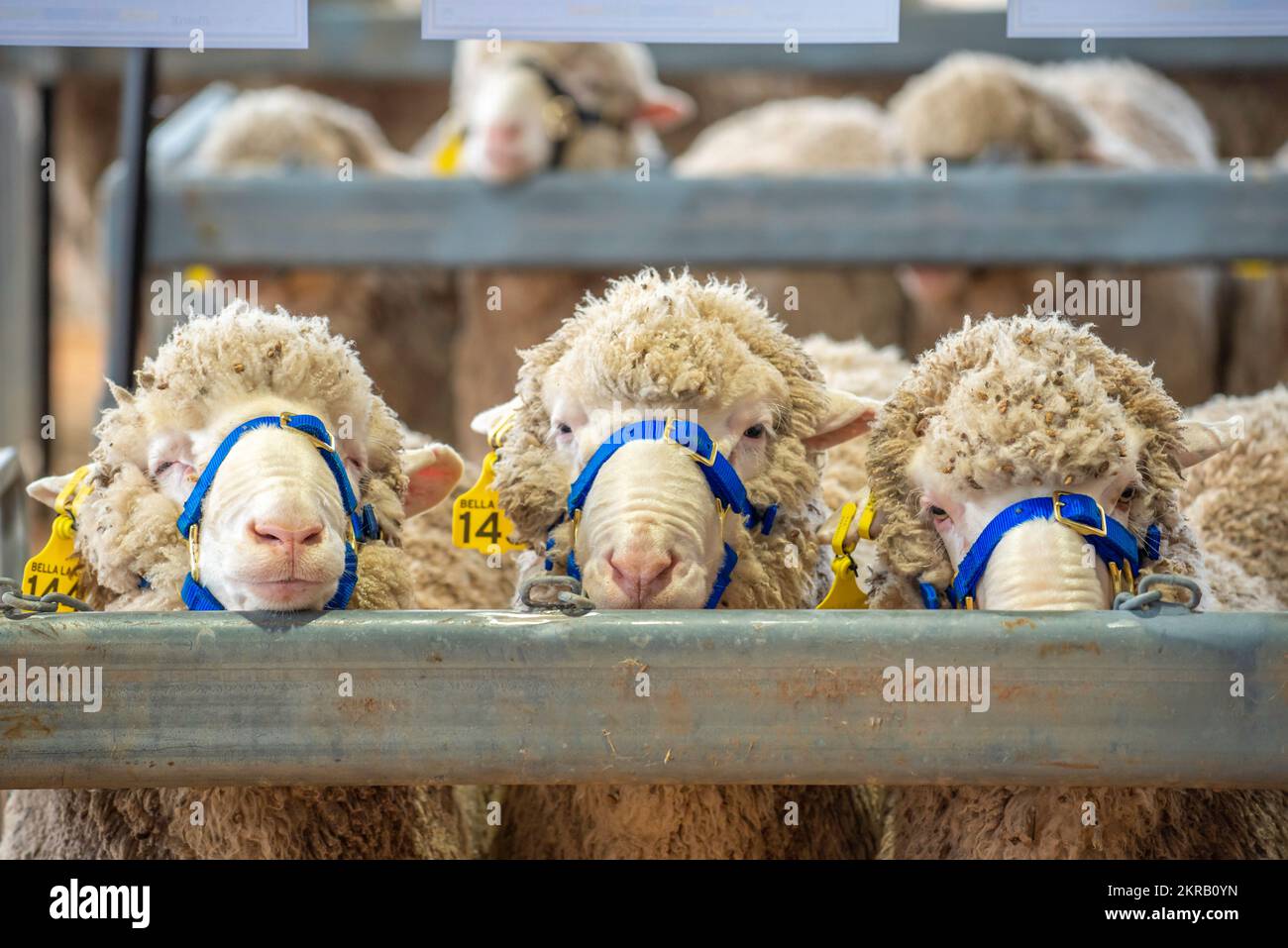 Poll Merino rams at an auction at Bella Lana stud farm near Wellington ...