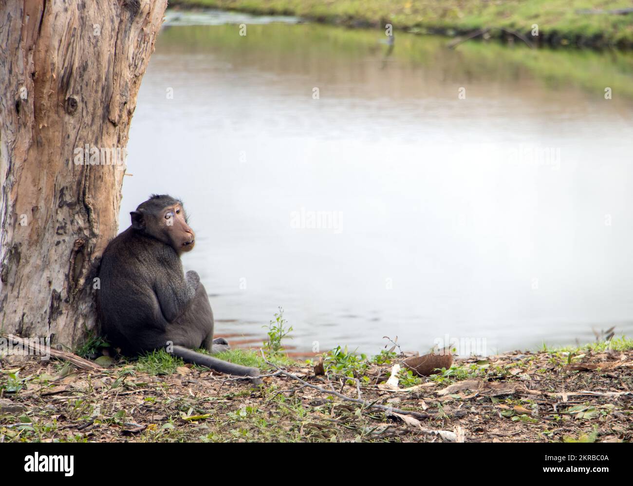 Monkey on his shoulder hi-res stock photography and images - Alamy