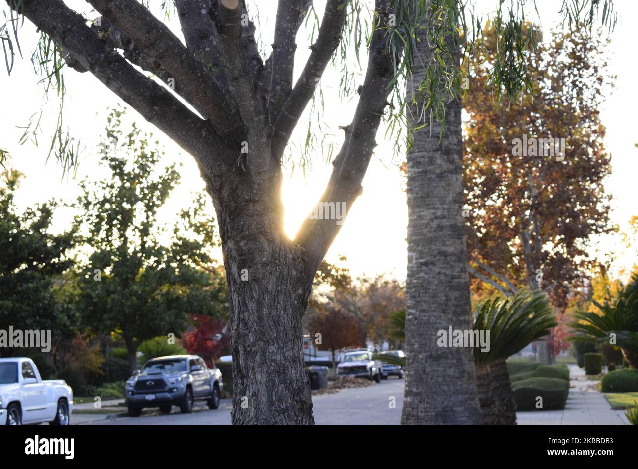 Sunny and tree hi-res stock photography and images - Alamy