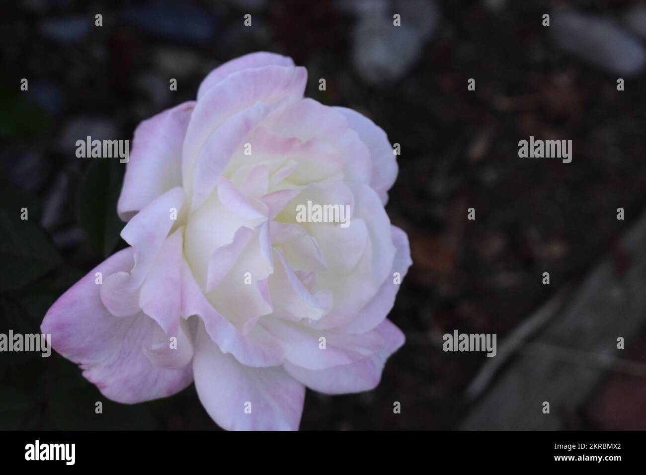 pink white and yellow gradient rose outside Stock Photo - Alamy