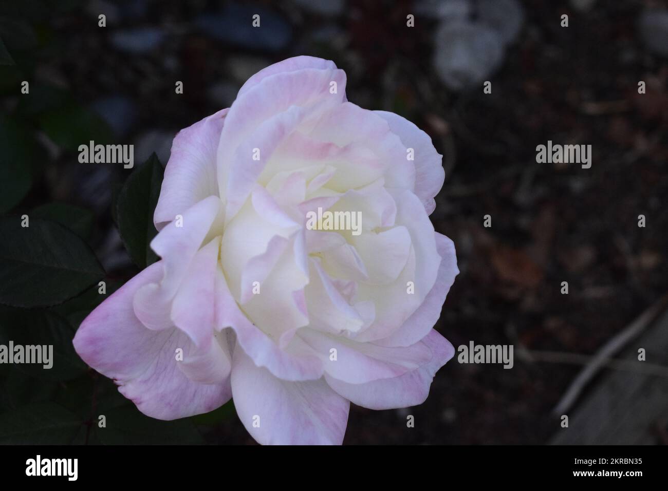 Pink and white gradient hi-res stock photography and images - Alamy