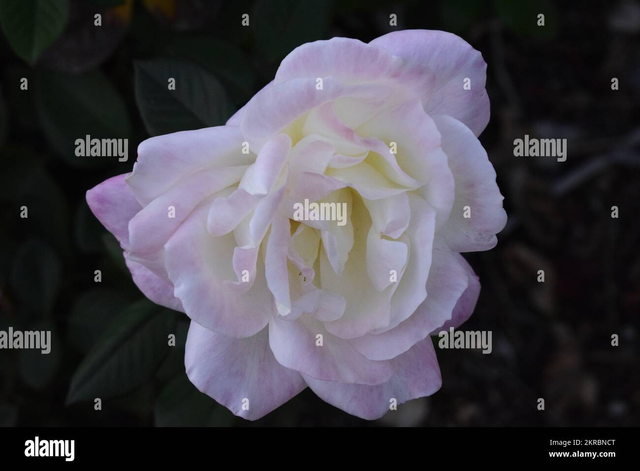 Pink and white gradient hi-res stock photography and images - Alamy