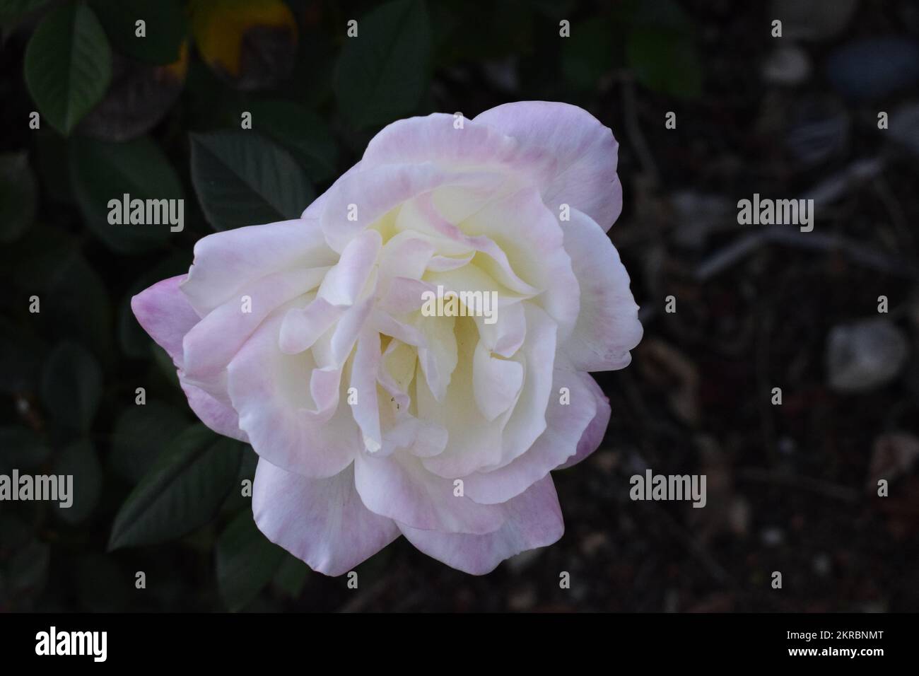 Pink white gradient hi-res stock photography and images - Alamy