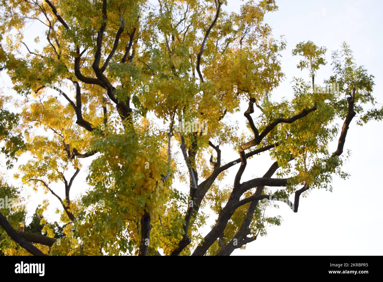 Windy tree hi-res stock photography and images - Alamy