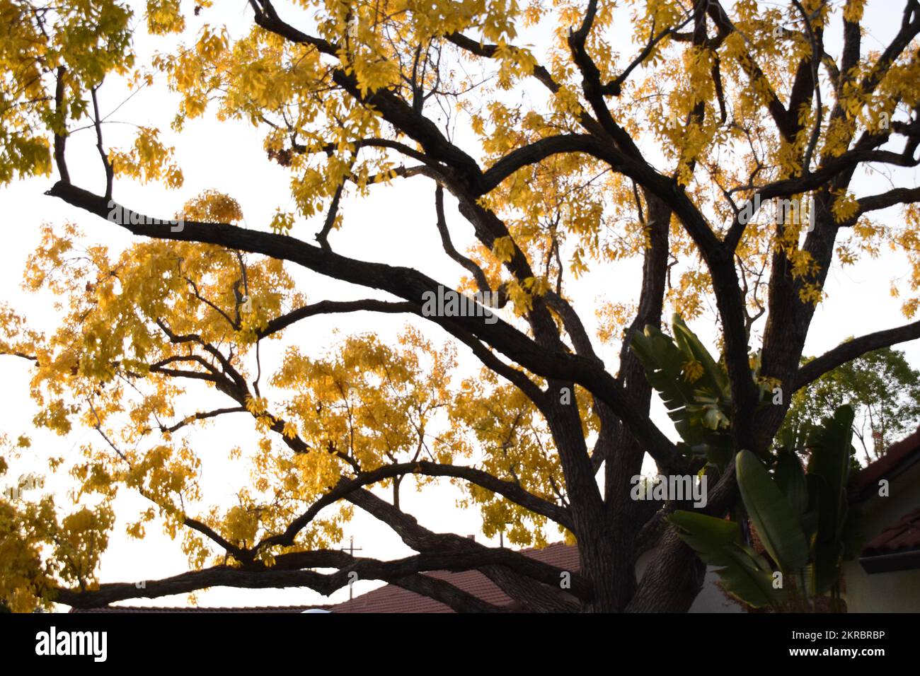 Windy tree hi-res stock photography and images - Alamy