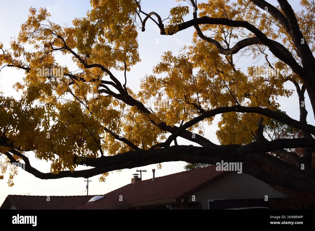 Windy tree hi-res stock photography and images - Alamy