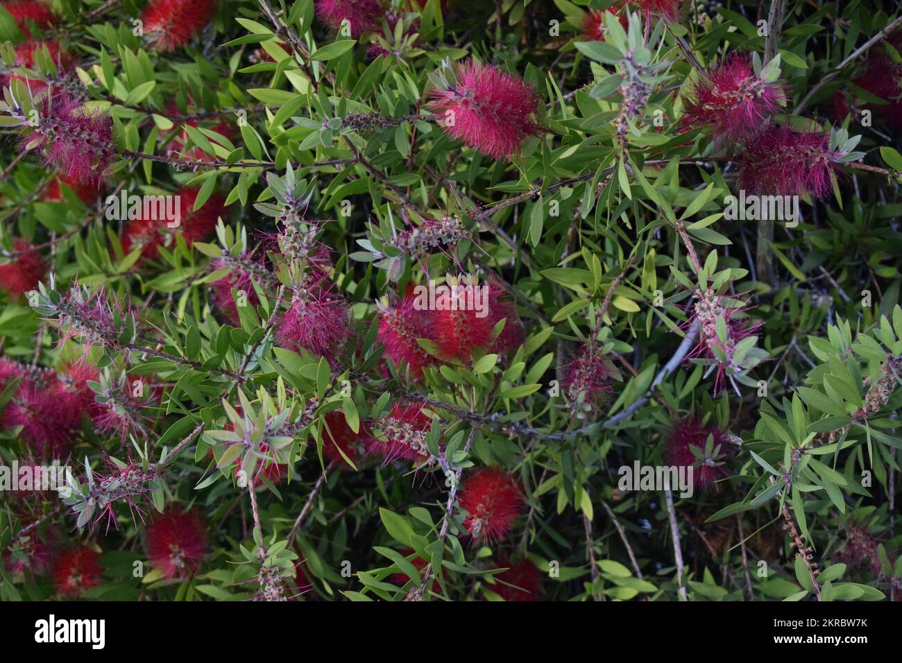 Green bush red flowers hi-res stock photography and images - Alamy