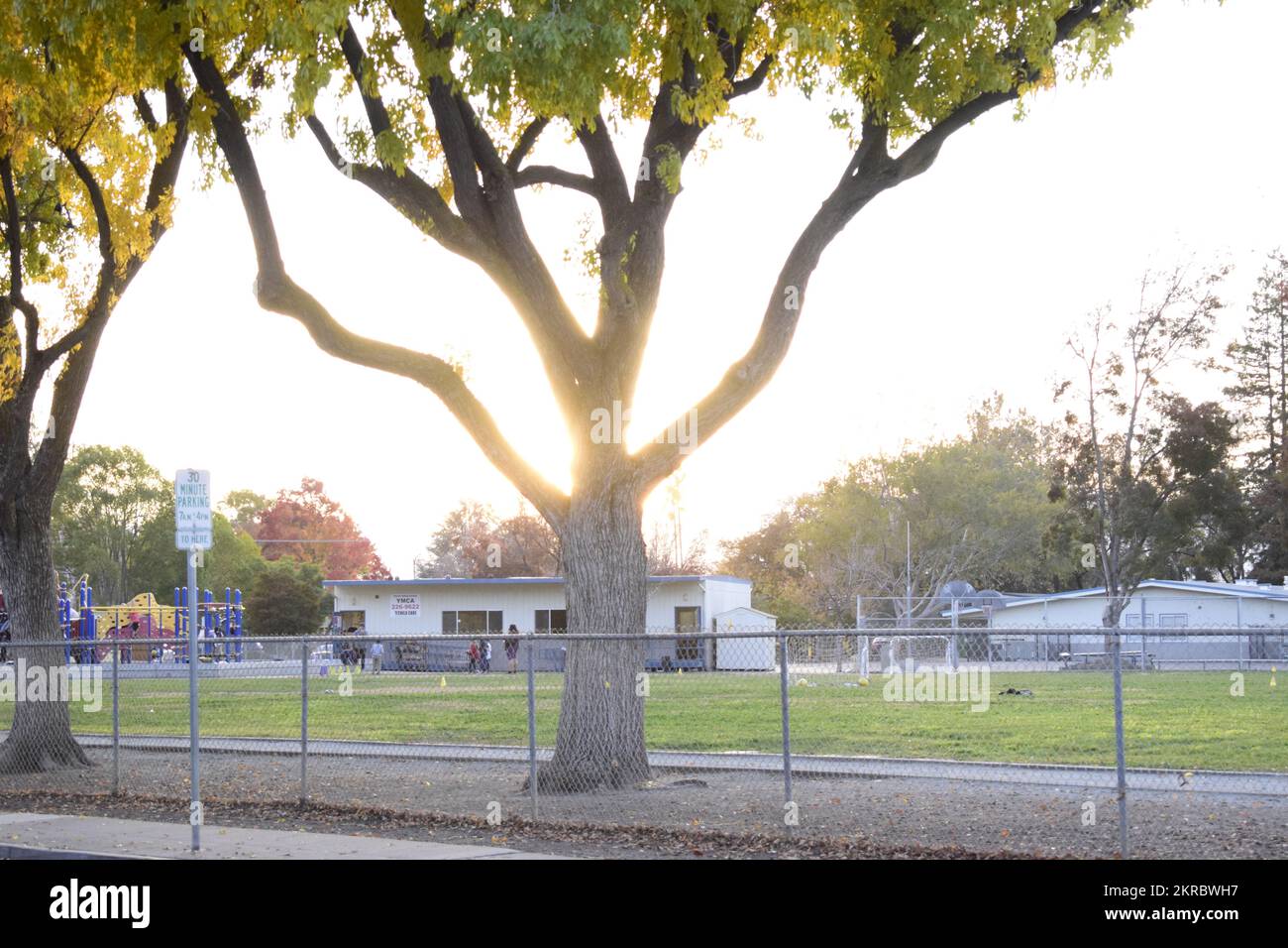 big tree outside sunset Stock Photo - Alamy