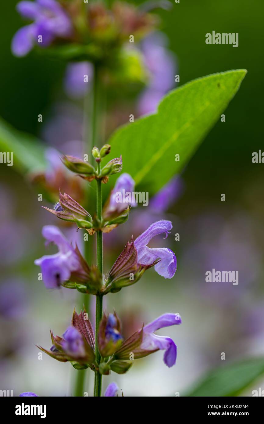 Salvia officinalis flower growing in meadow, close up Stock Photo - Alamy