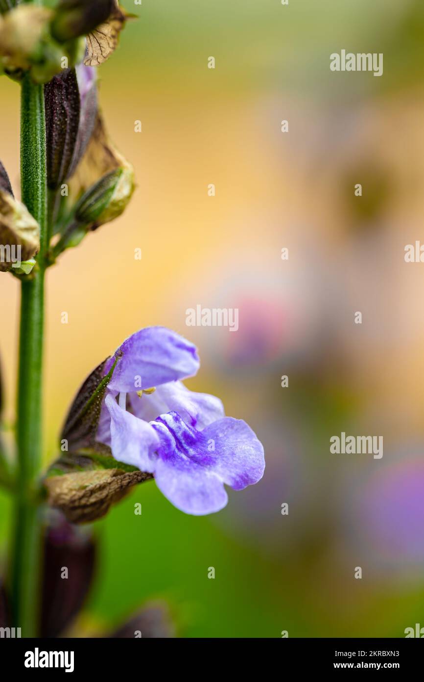 Salvia officinalis flower growing in meadow, close up Stock Photo - Alamy