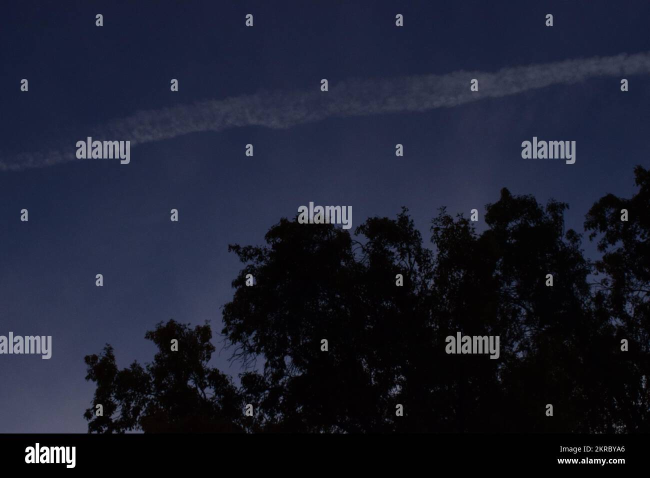 tree with jet stream in back Stock Photo - Alamy