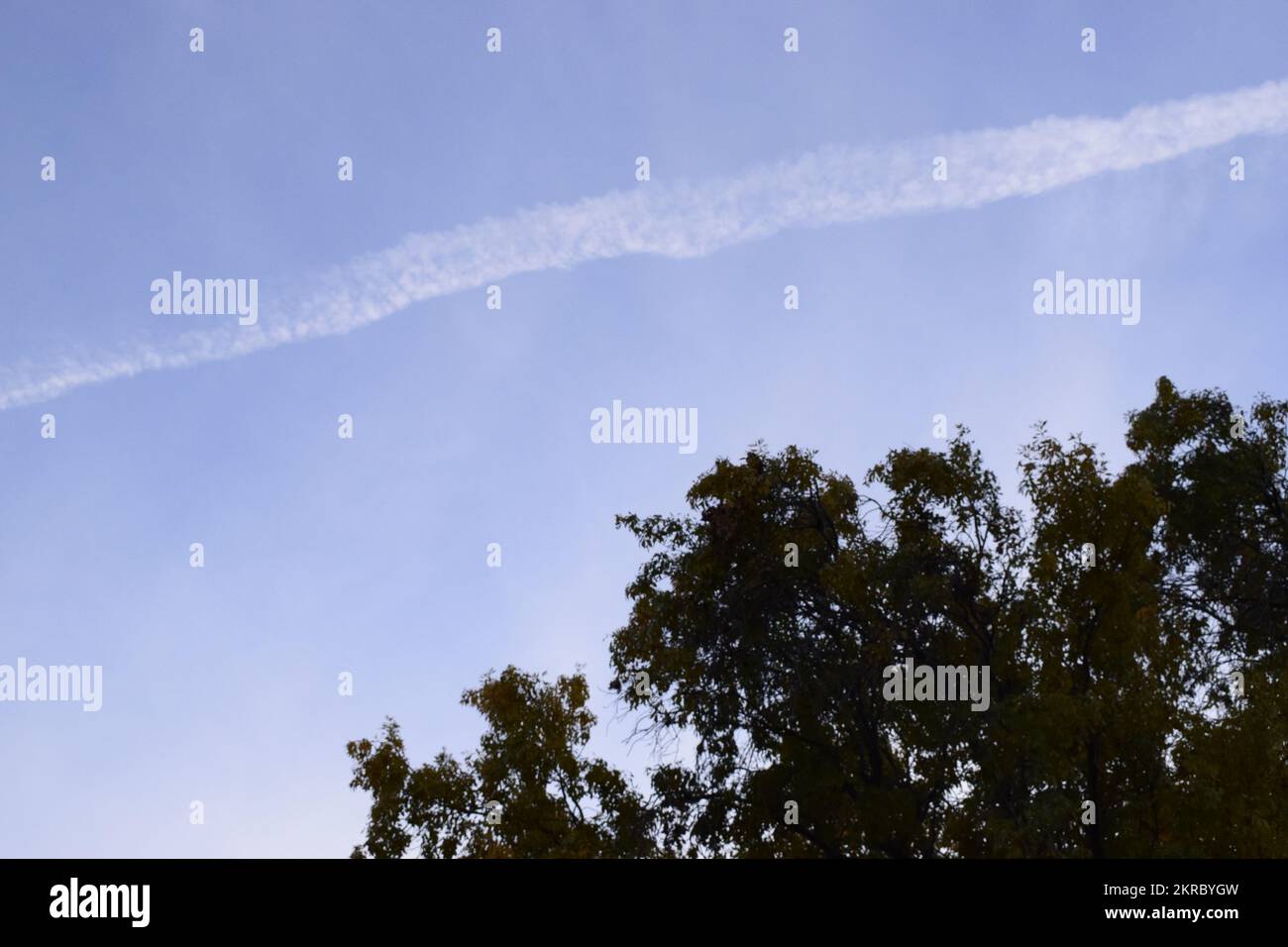 tree with jet stream in back Stock Photo - Alamy