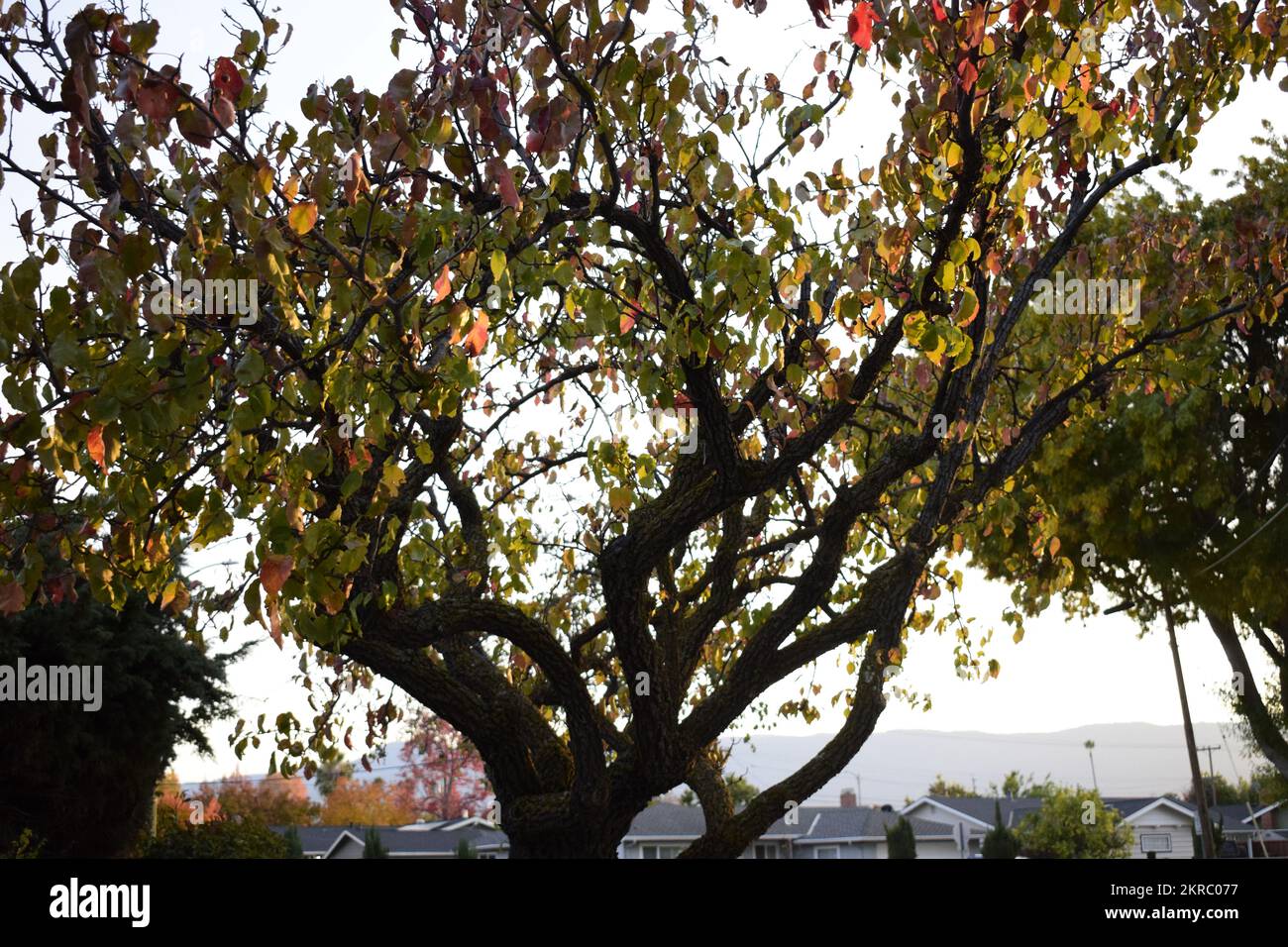 green fall tree outside with bright sun and mountain behind it Stock ...