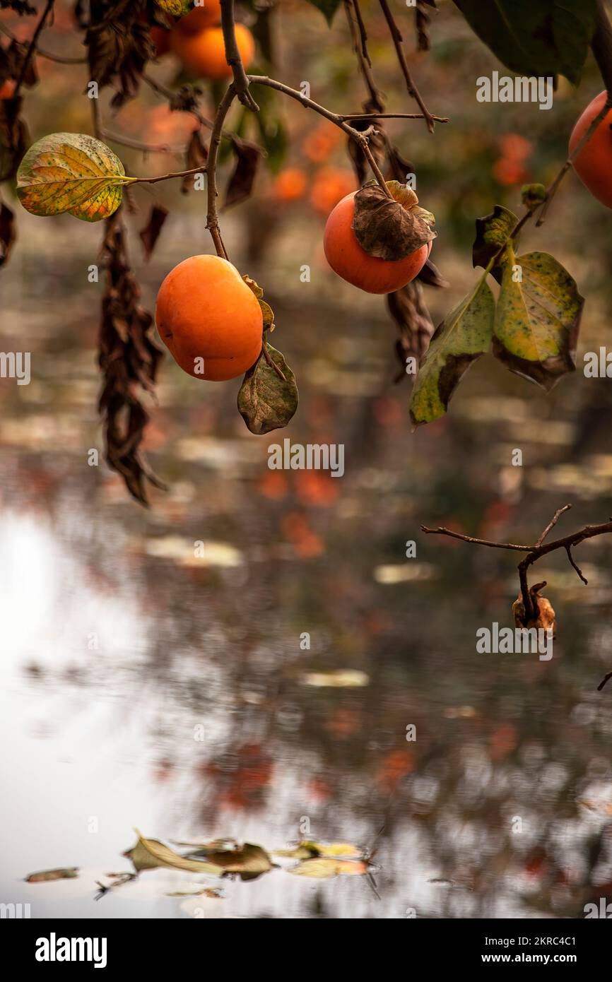 Reflection in the water of the ripe fruits of the persimmon tree Stock ...