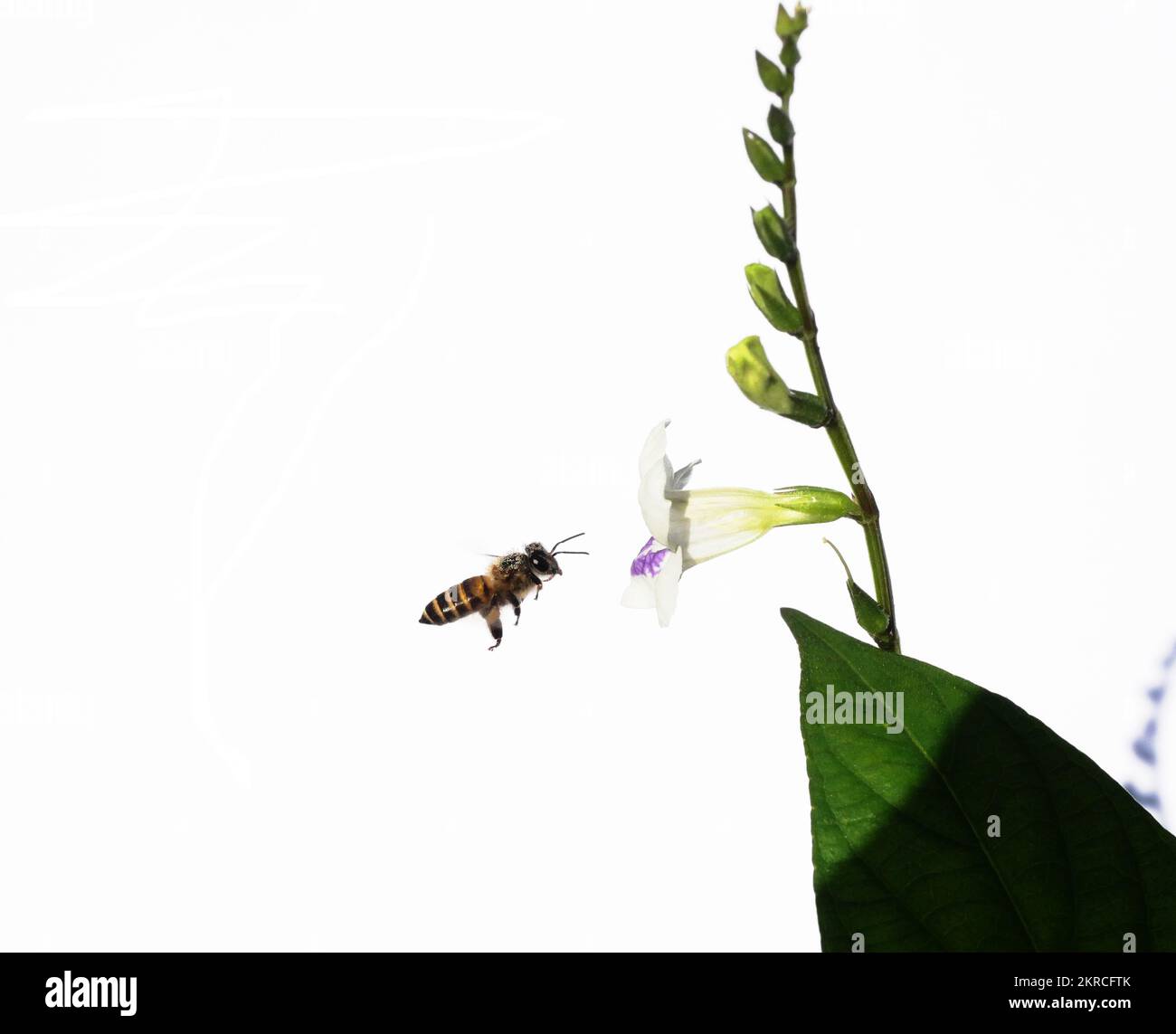 Honey bee seeking nectar on white Chinese violet or coromandel or ...