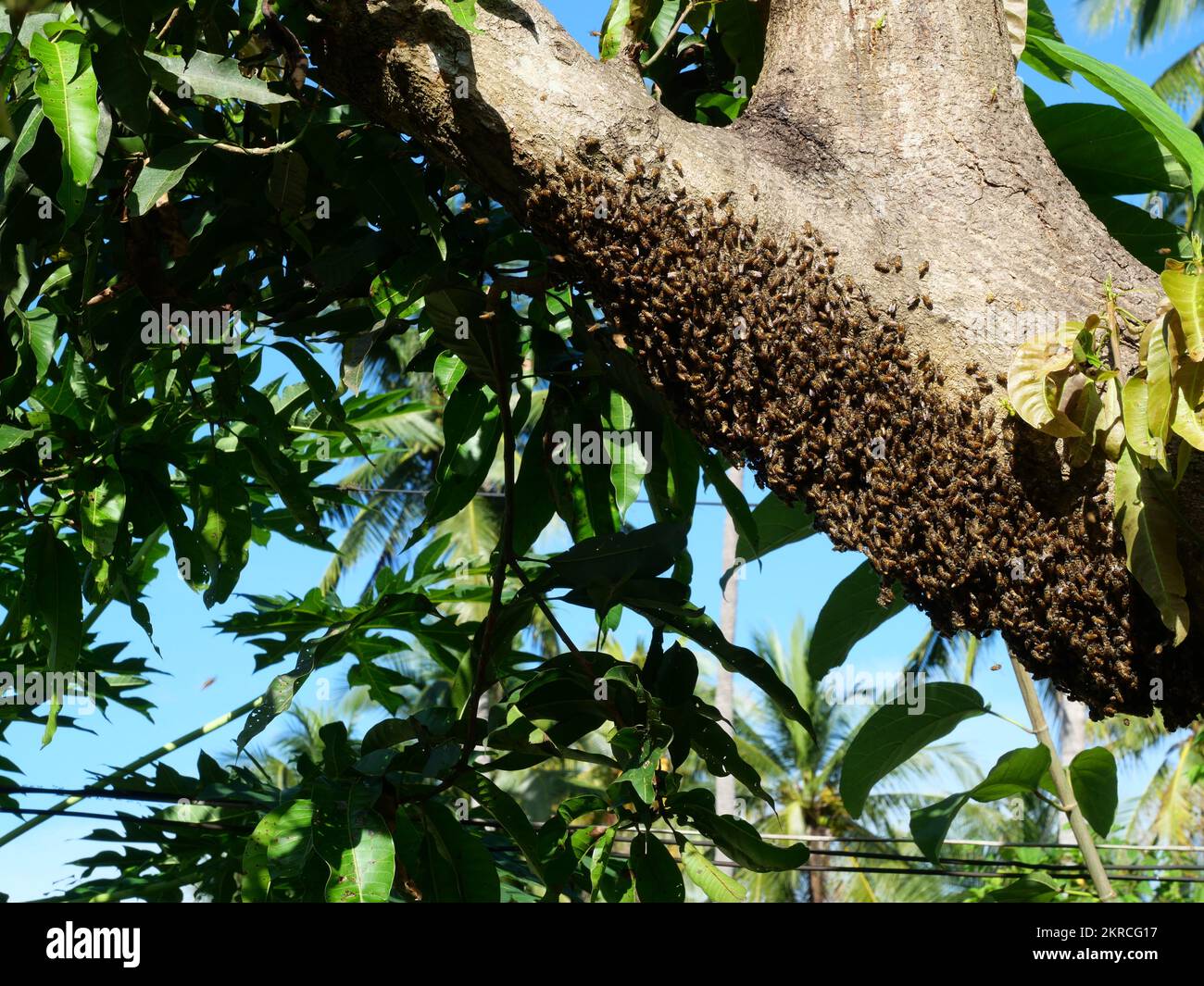 Bee hive tree hi-res stock photography and images - Alamy