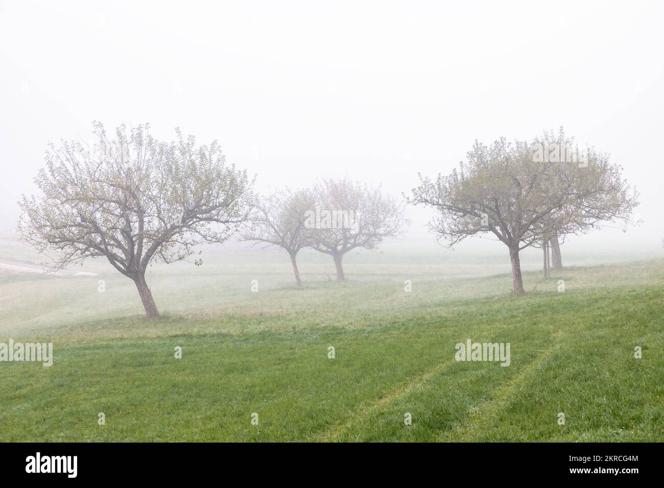 Fog fruit hi-res stock photography and images - Alamy