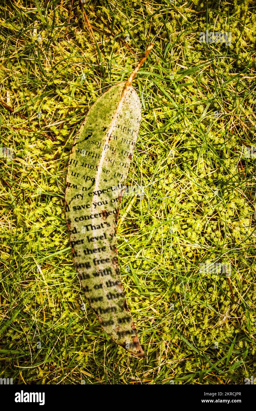 Fibonacci code hi-res stock photography and images - Alamy