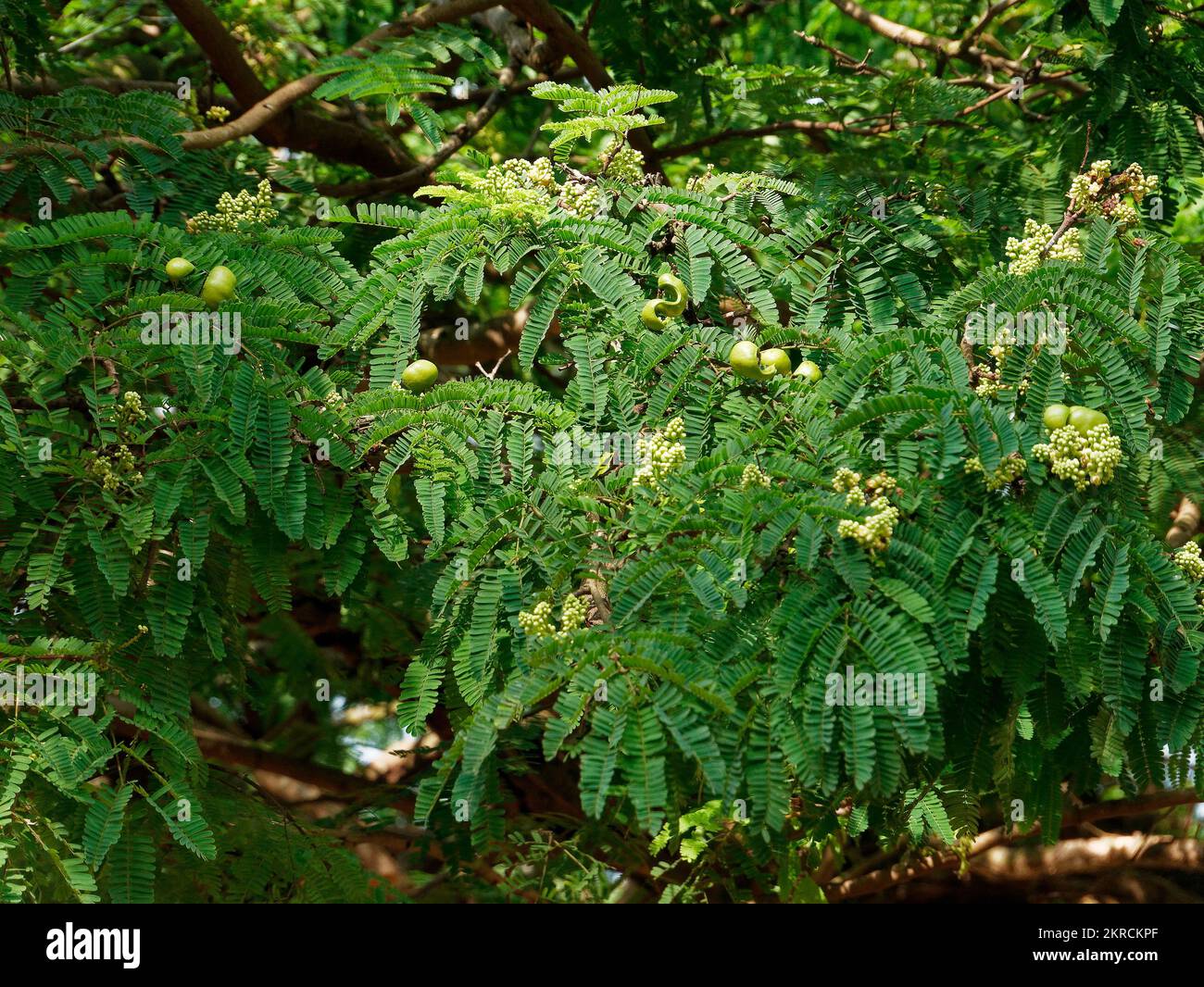 Fruits and leaves of Semecarpus anacardium known as Marking nut tree or ... Fruits and leaves of Semecarpus anacardium known as Marking nut tree or ...
