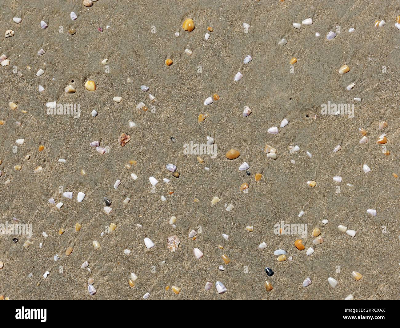 Seashells on sand summer beach background top view at Mobor state Goa ...