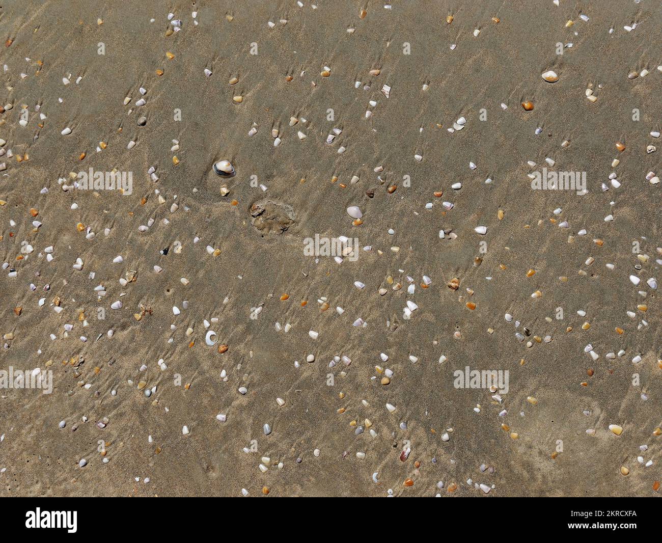 Seashells on sand summer beach background top view at Mobor state Goa ...