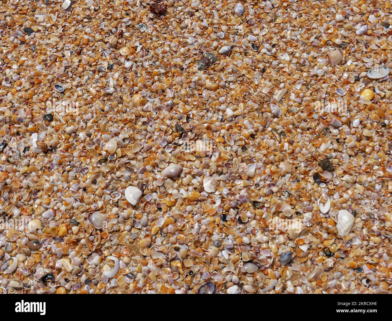 India sea shells hi-res stock photography and images - Alamy