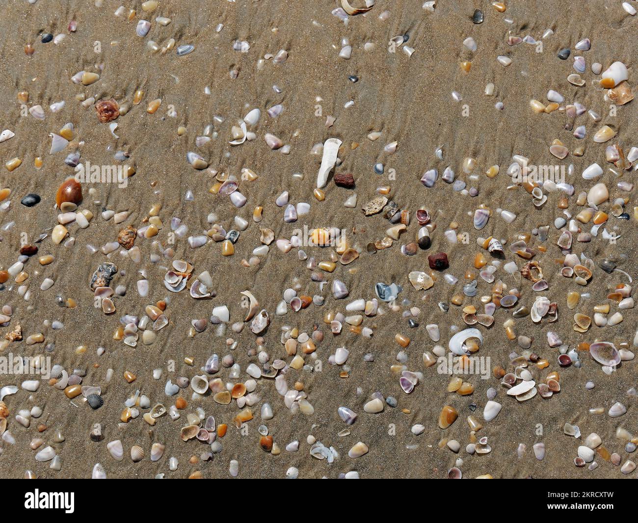 Seashells on sand summer beach background top view at Mobor state Goa ...