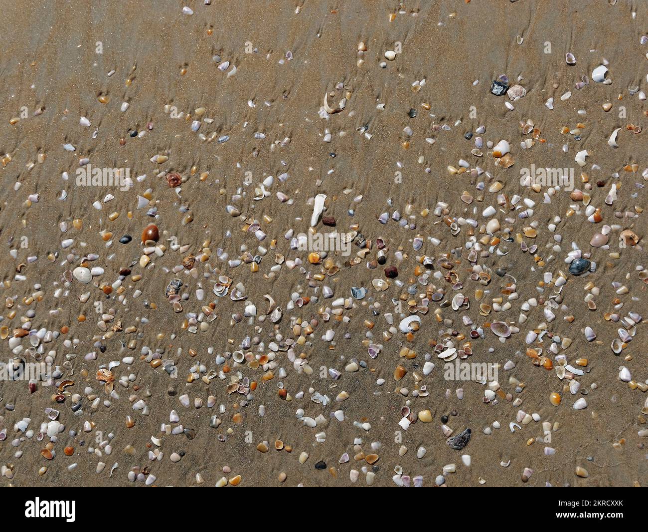 Seashells on sand summer beach background top view at Mobor state Goa ...