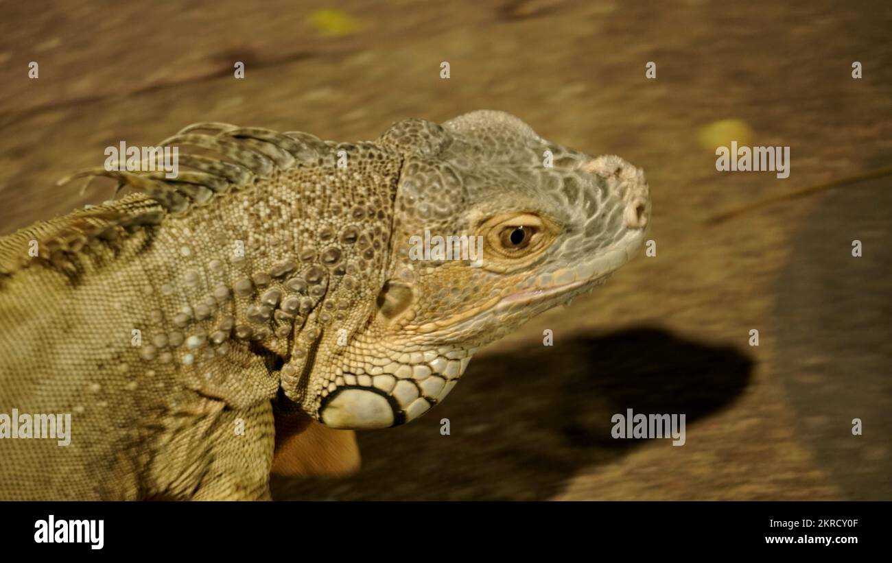 Close up big yellow iguana or lizard as animal pet lover collection and ...