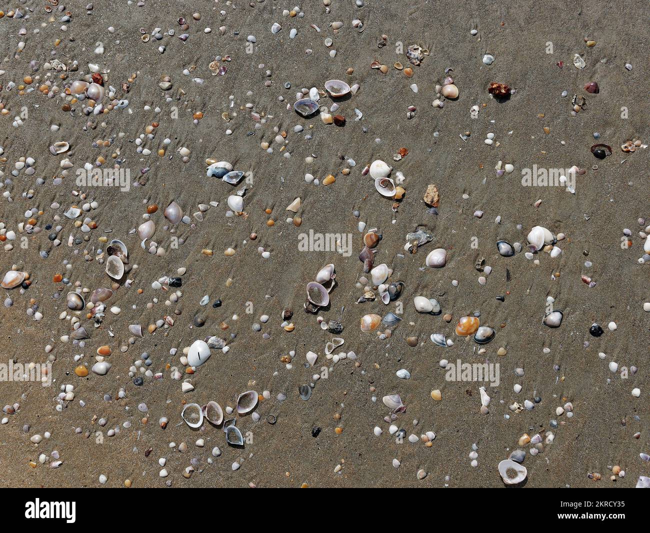 Seashells on sand summer beach background top view at Mobor state Goa ...