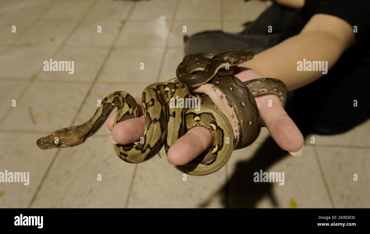 Man with snake tongue hi-res stock photography and images - Alamy