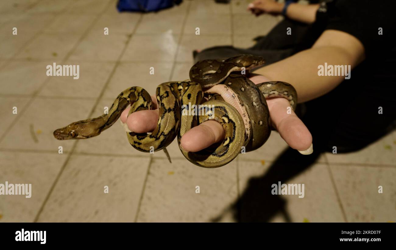 Man with snake tongue hi-res stock photography and images - Alamy