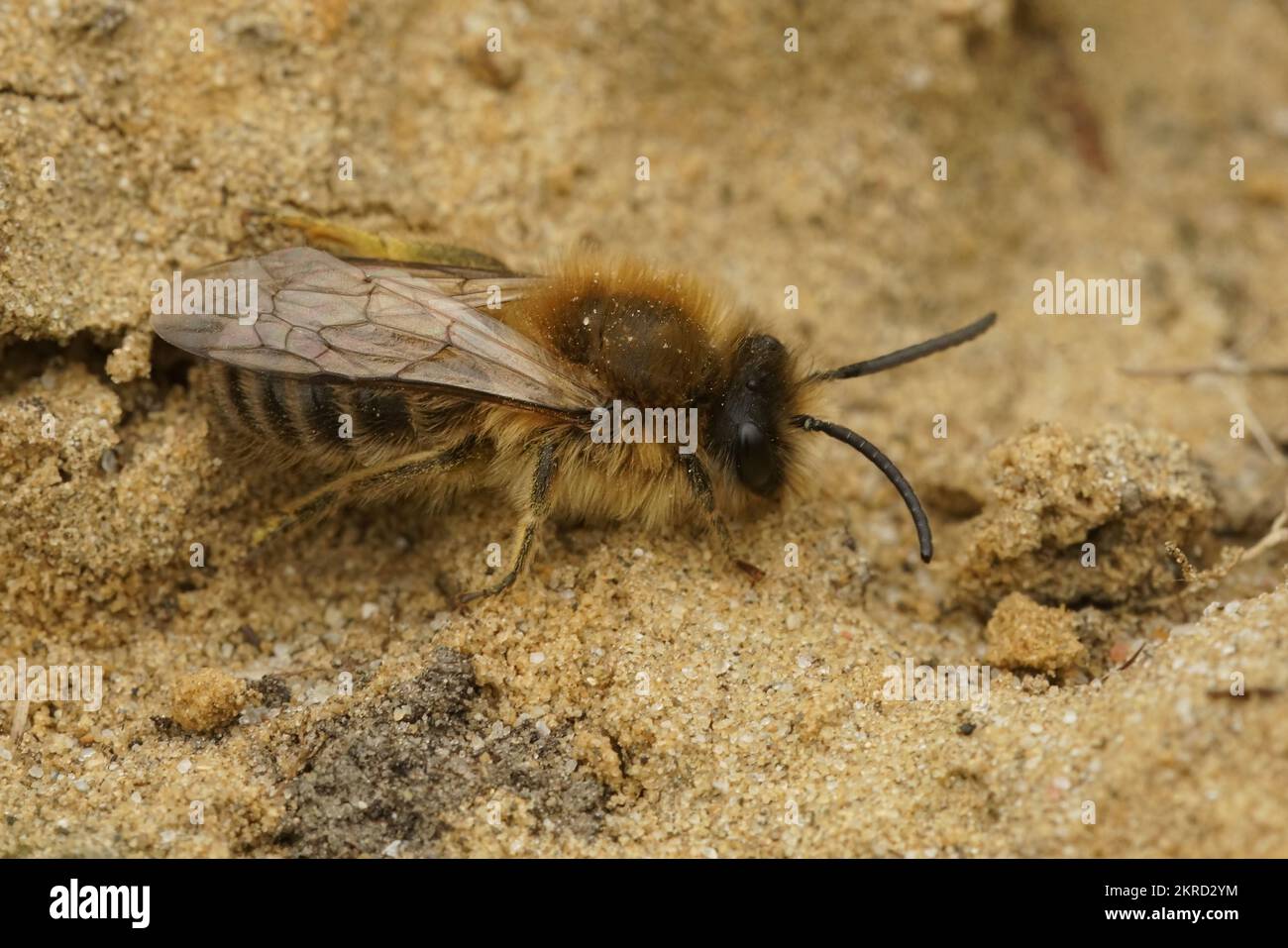 Natural closeup on a male Cellophane solitary bee, Colletes ...