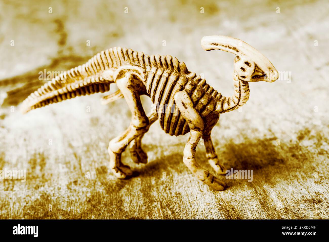 Parasaurolophus fossil hi-res stock photography and images - Alamy