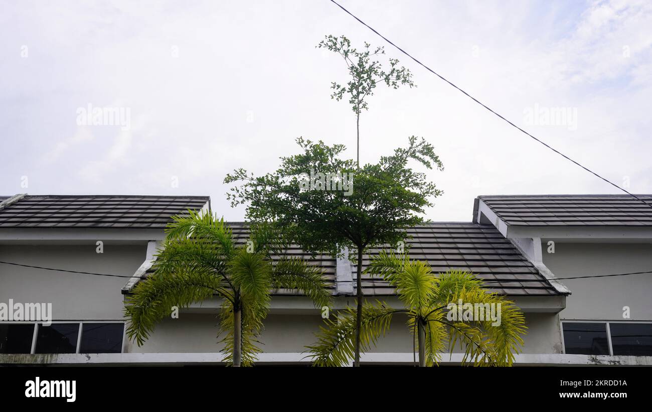 Palm trees in front house hi-res stock photography and images - Alamy