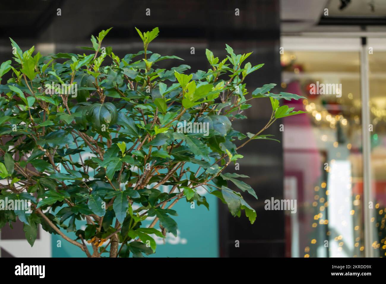 Healthy growing tree beside a shop in the heart of an Australian city ...