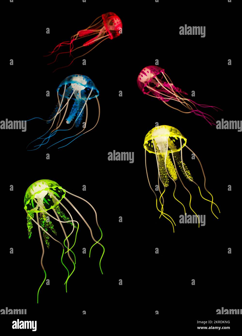 Red sea jelly on blue background hi-res stock photography and images ...