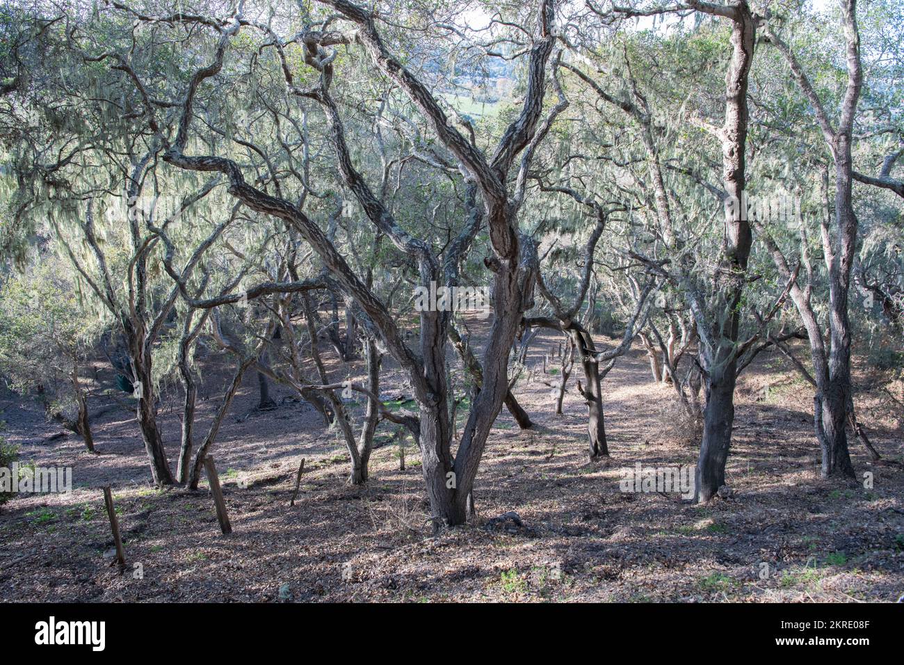 An oak woodland in Monterey County, California with many old oak trees ...