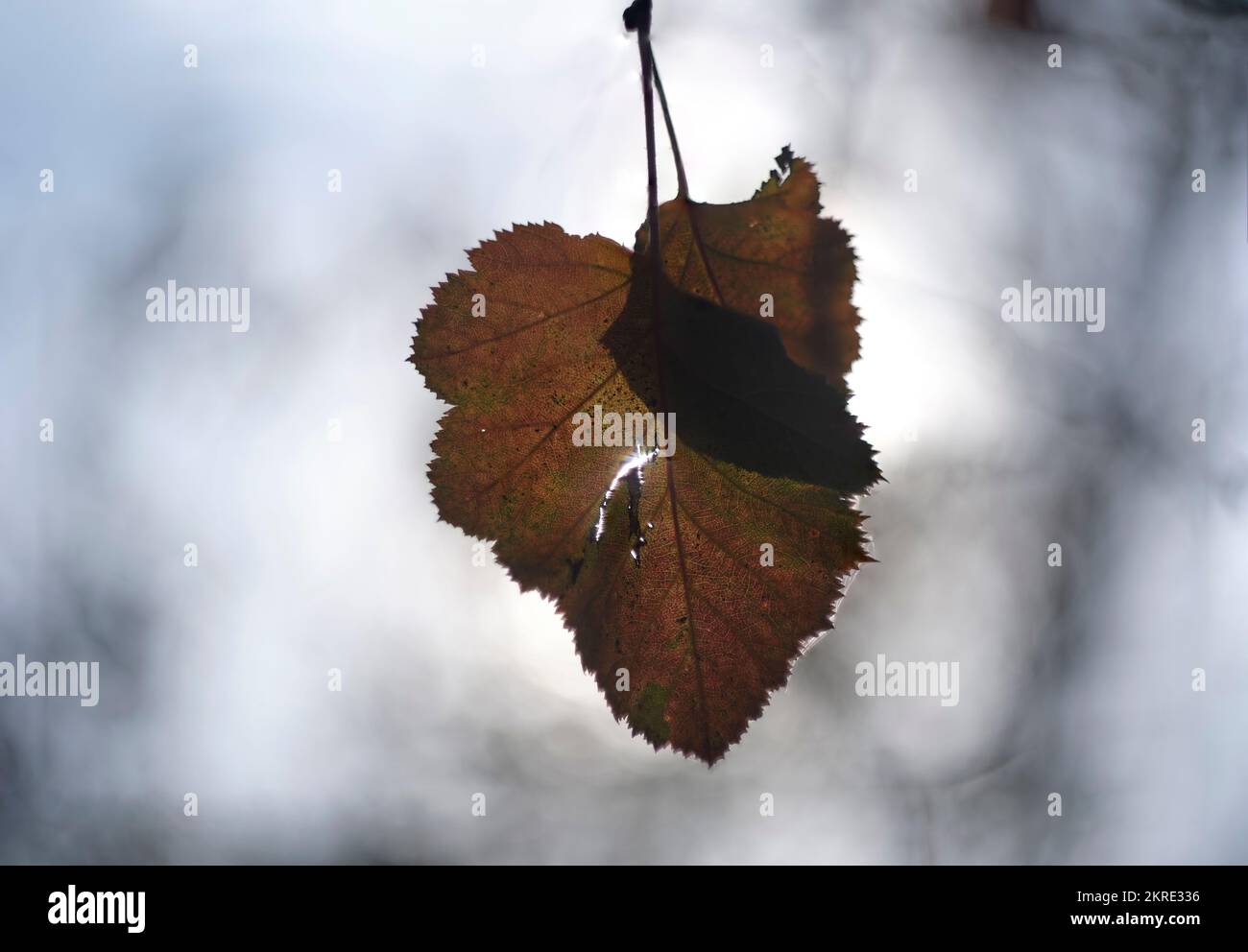 Close up view of a scarlet hawthorn leaf reverse surface shaded with ...